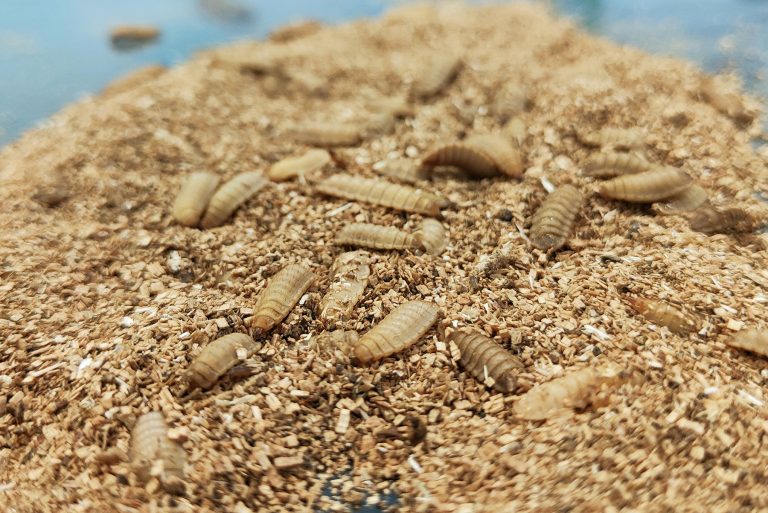 Entopia Feed - Entopia - Voices of Nature