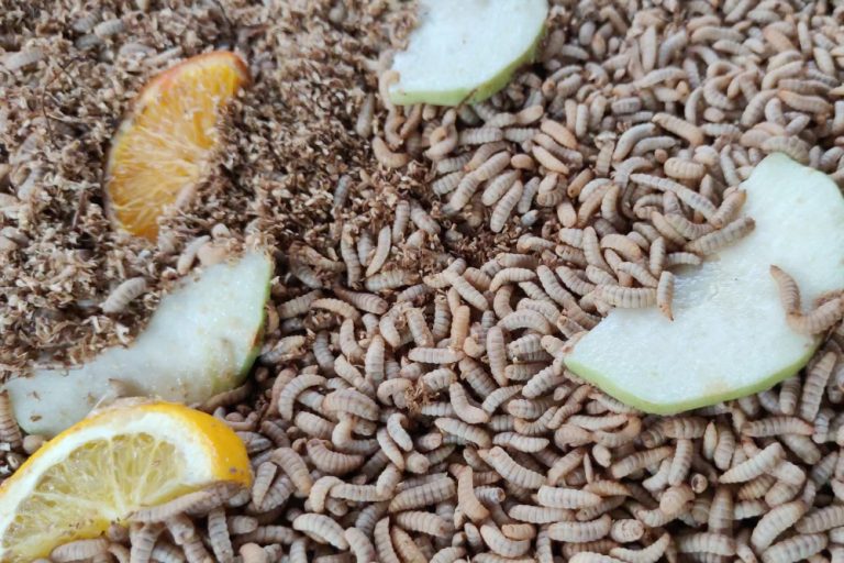 Entopia Feed - Entopia - Voices of Nature