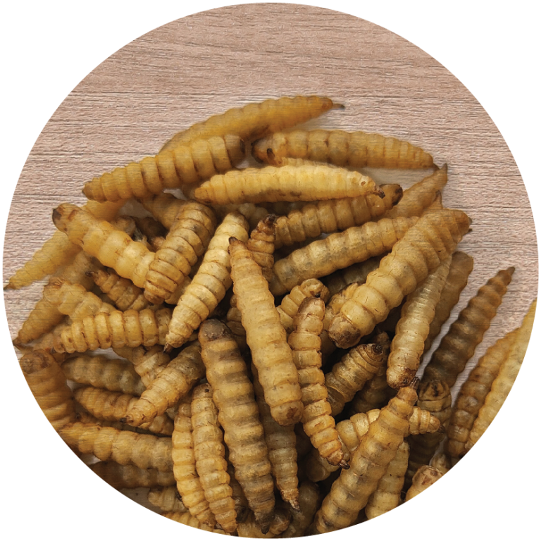 Entopia Feed - Entopia - Voices of Nature